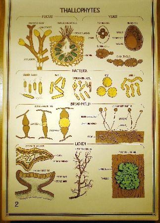 Planche didactique (Thallophytes) - Répertoire du patrimoine culturel ...