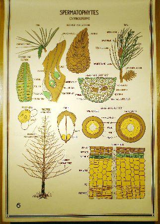 Planche didactique (Spermatophytes (Gymnosperms)) - Répertoire du ...