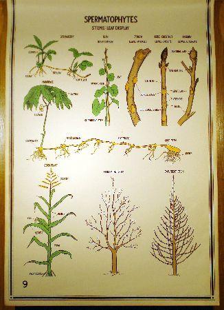 Planche didactique (Spermatophytes (Stems: Leaf display)) - Répertoire ...