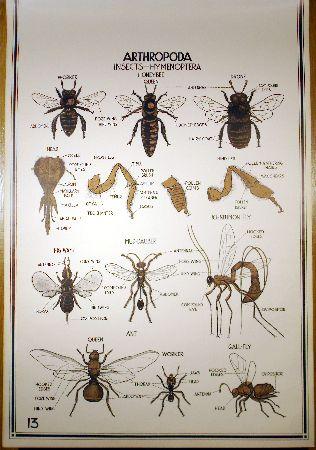 Planche didactique (Arthropoda (Insects - Hymenoptera)) - Répertoire du ...