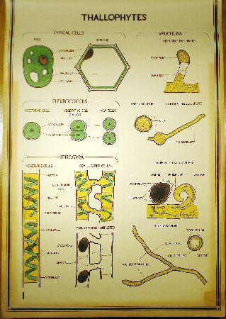 Planche didactique (Thallophytes) - Répertoire du patrimoine culturel ...