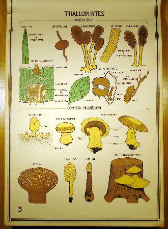 Planche didactique (Thallophytes) - Répertoire du patrimoine culturel ...