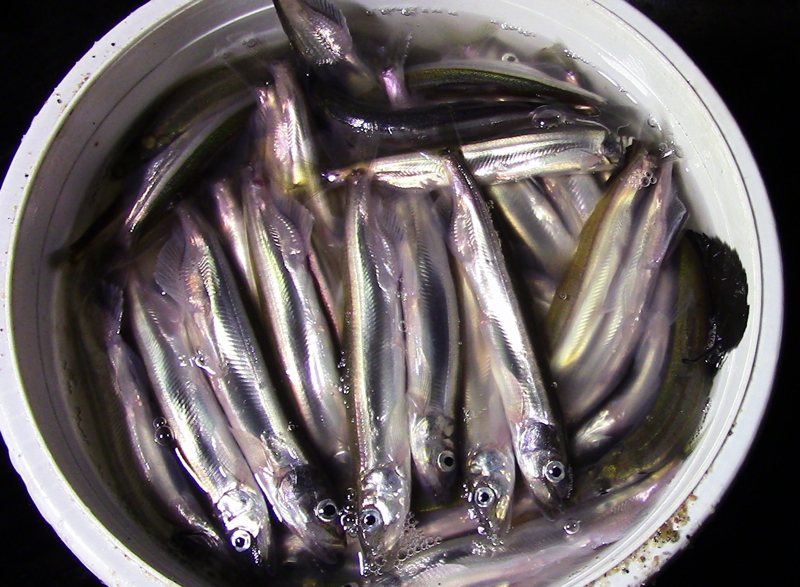 Pêche au capelan - Répertoire du patrimoine culturel du Québec